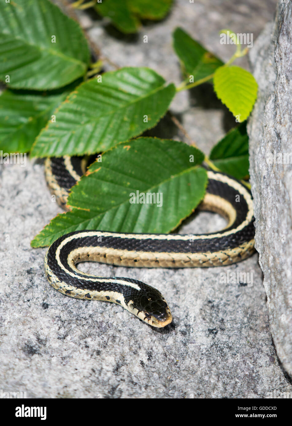 Garter Snake Relaxing in the Sun Stock Photo - Alamy
