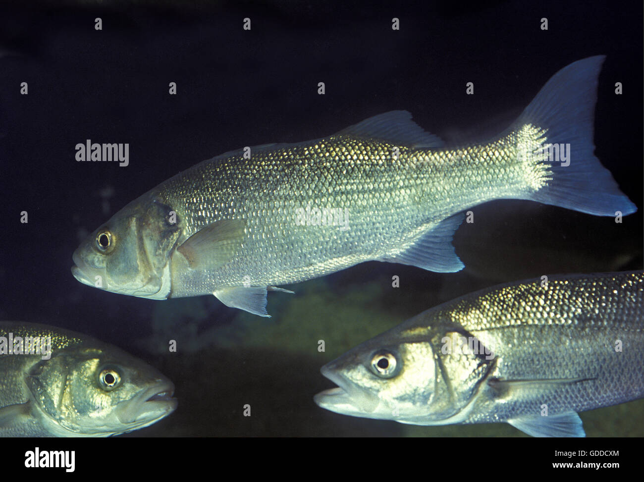 Dicentrarchus Labrax European Bass High Resolution Stock Photography ...