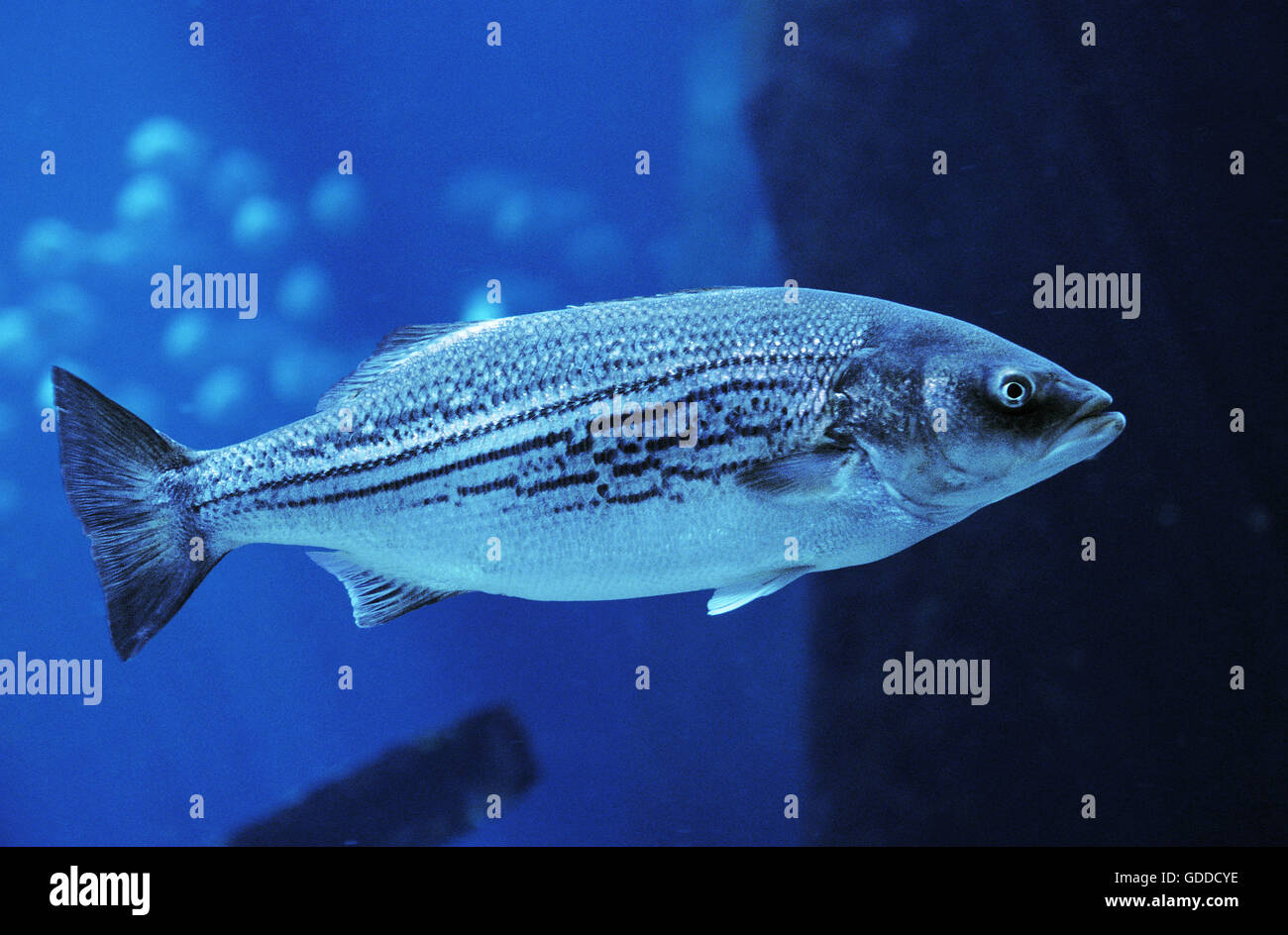 Striped bass hi-res stock photography and images - Alamy