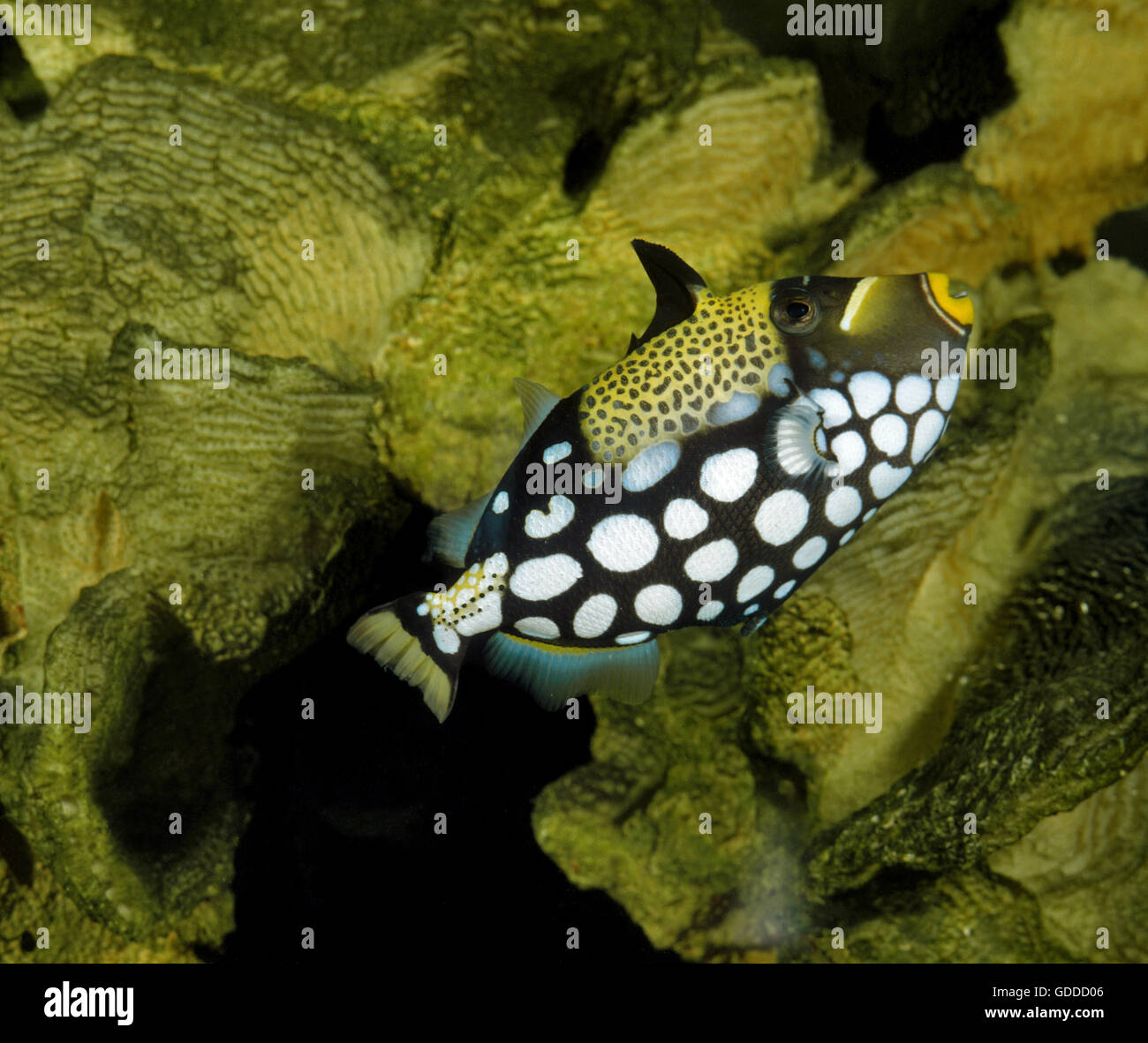 Tiggerfish hi-res stock photography and images - Alamy