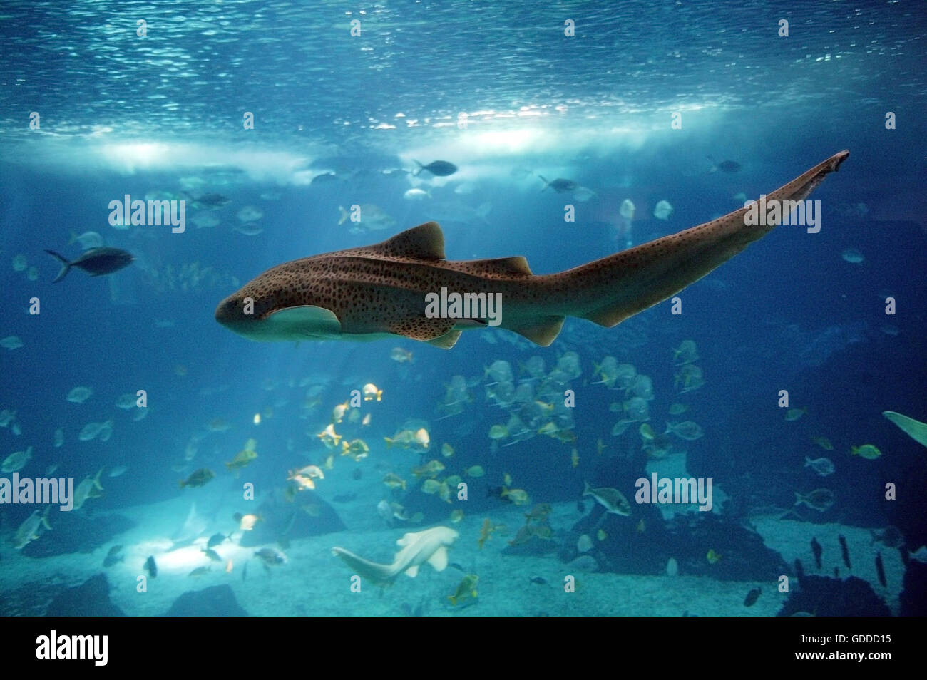 Zebra Shark, stegostoma fasciatum Stock Photo - Alamy