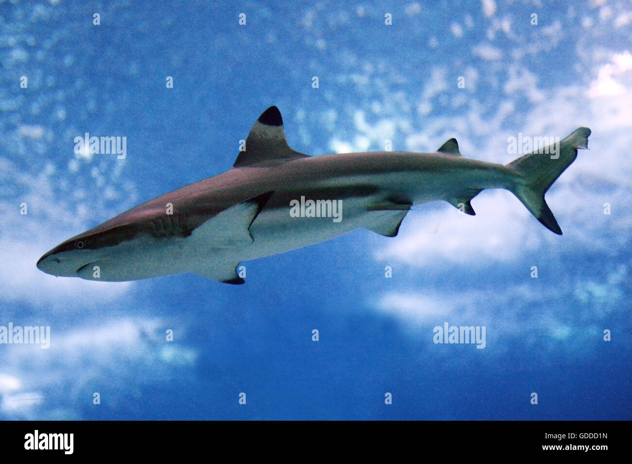 Blacktip Reef Shark, carcharhinus melanopterus Stock Photo - Alamy