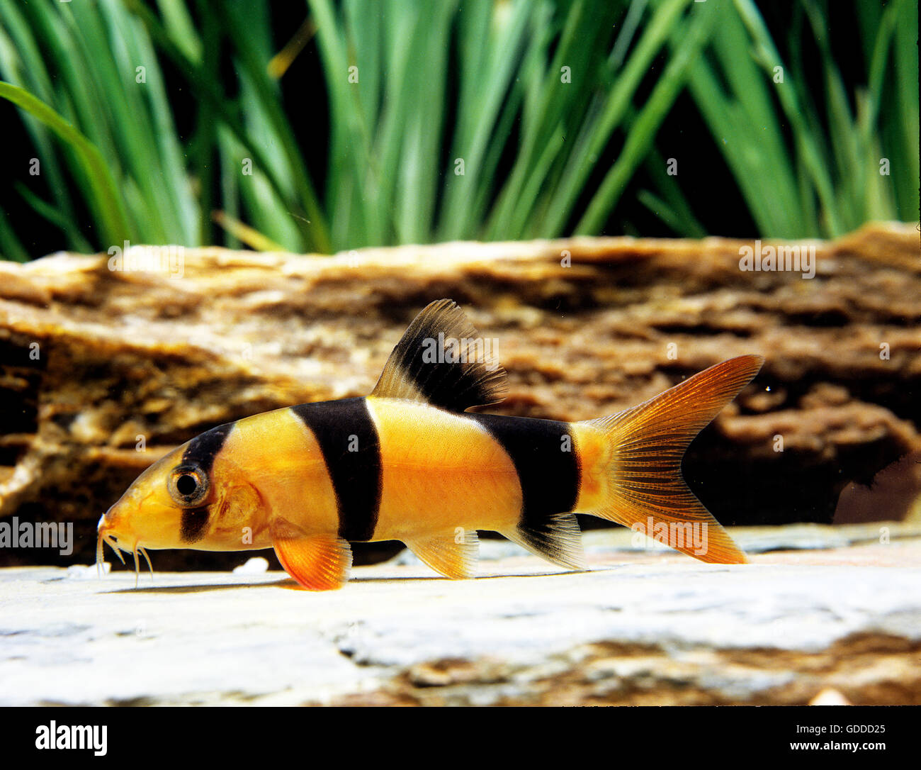 CLOWN LOACH botia macracanthus Stock Photo - Alamy