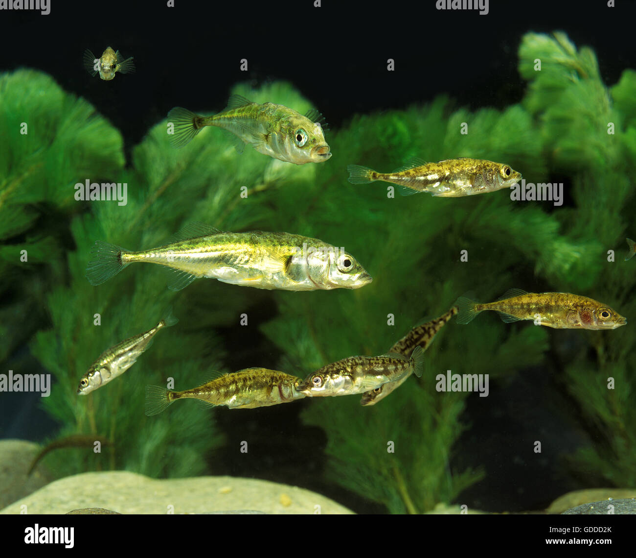 Stickleback, gasterosteus aculeatus Stock Photo - Alamy