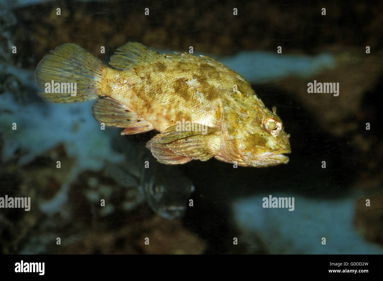 SCORPION FISH scorpaena porcus Stock Photo - Alamy