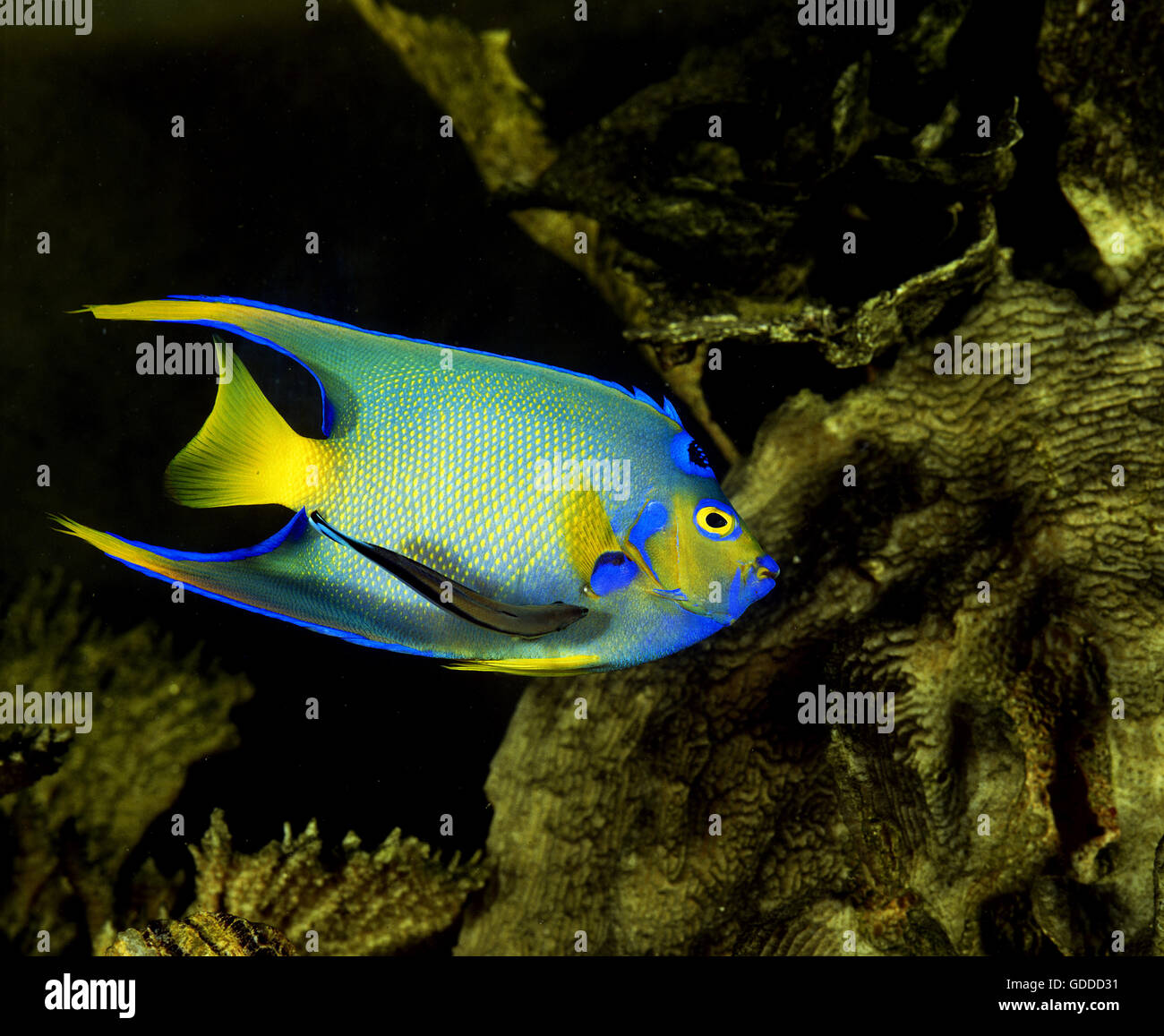 Queen Angelfish, holacanthus ciliaris, Adult Stock Photo - Alamy