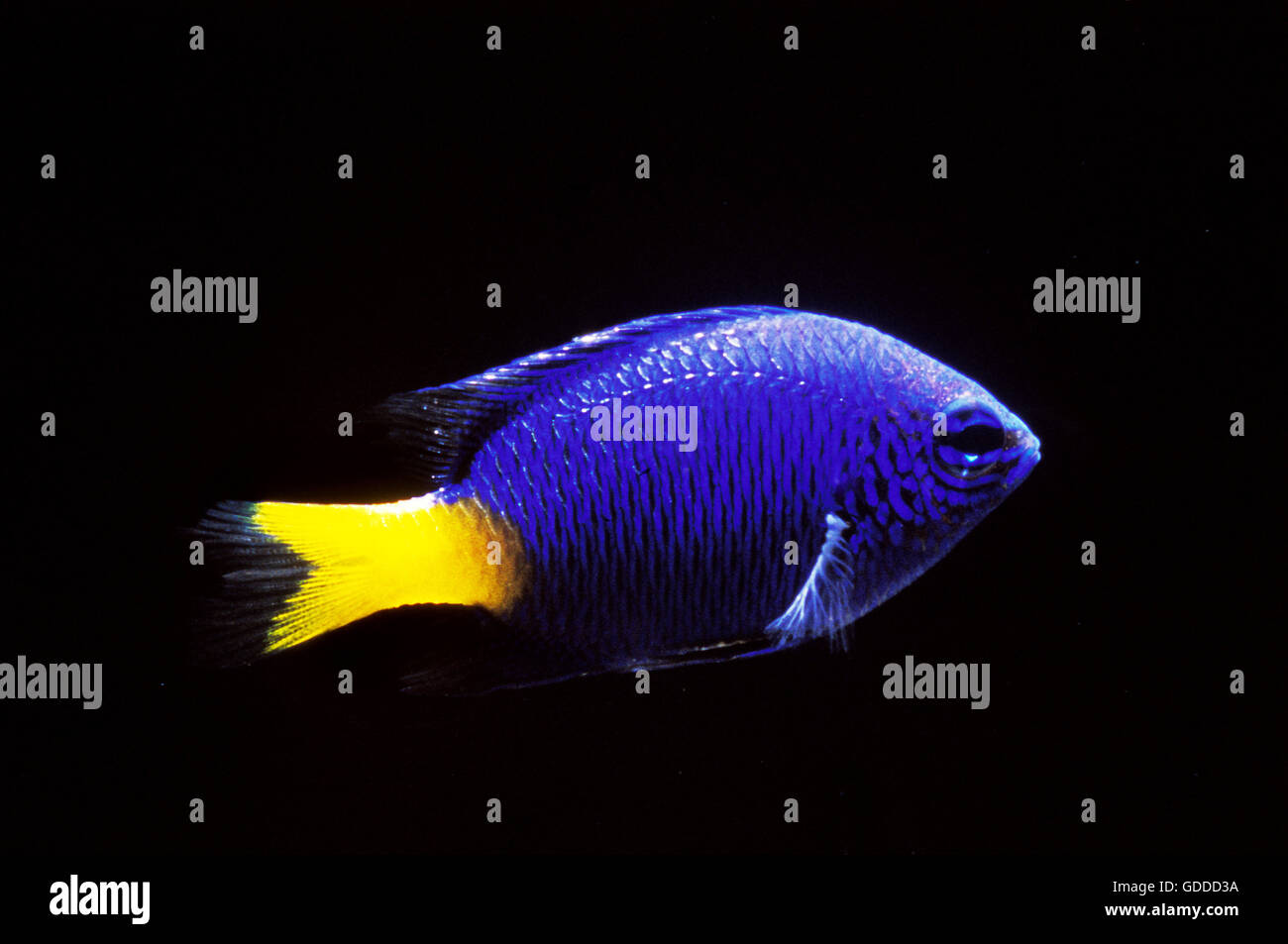 NEON DAMSELFISH pomacentrus coelestis Stock Photo - Alamy