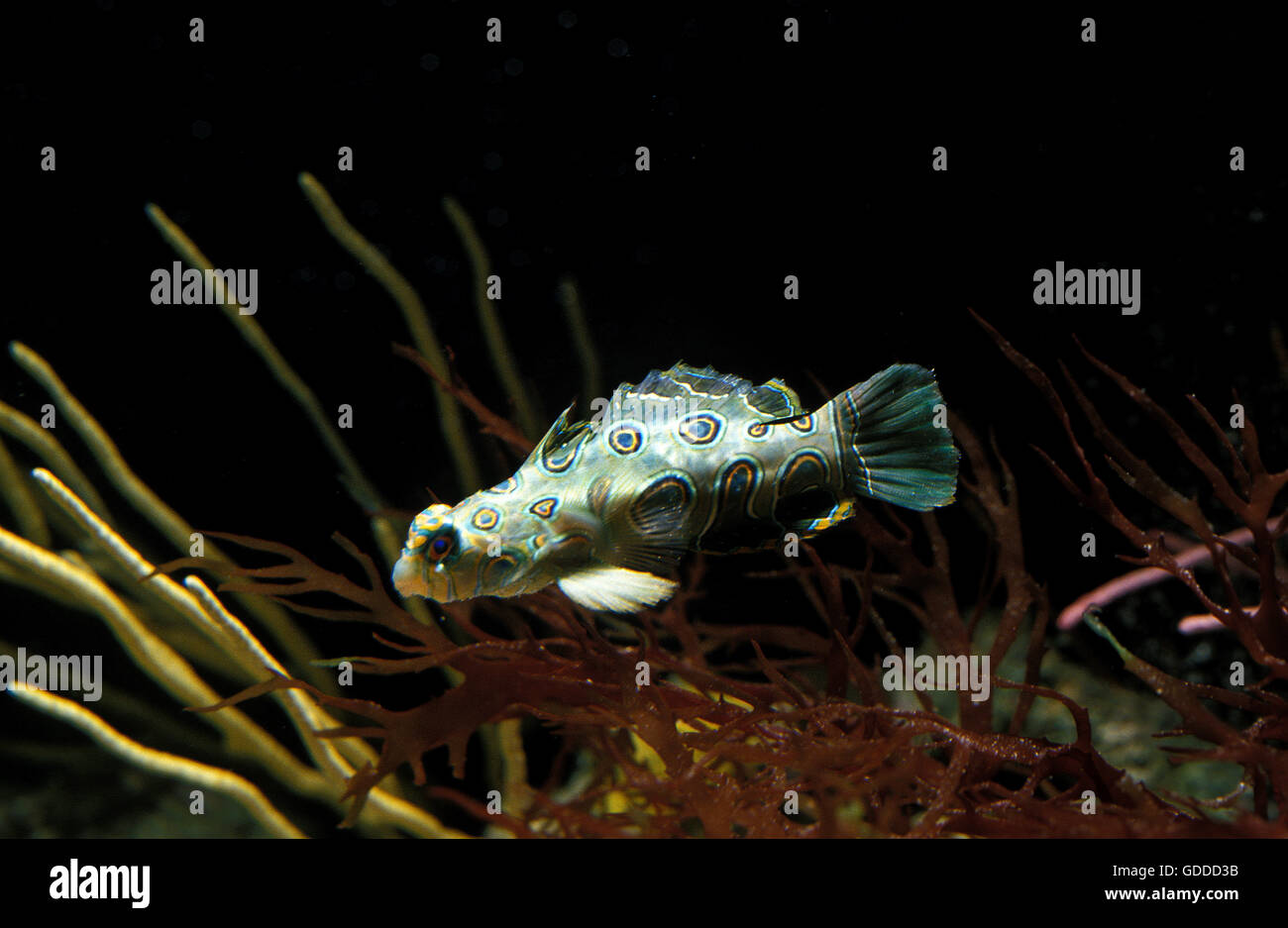 Spotted Mandarin Fish