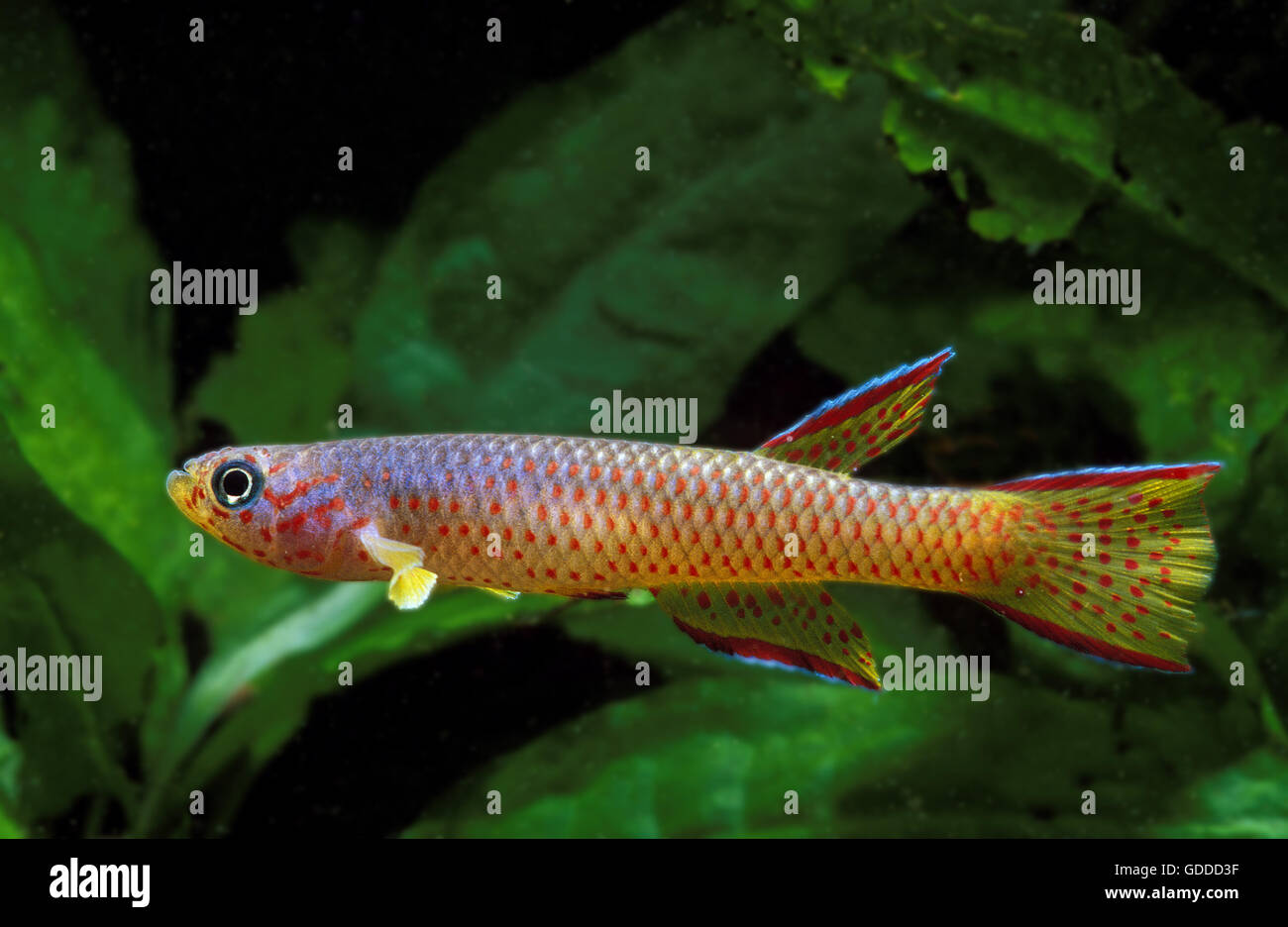Killifish Types