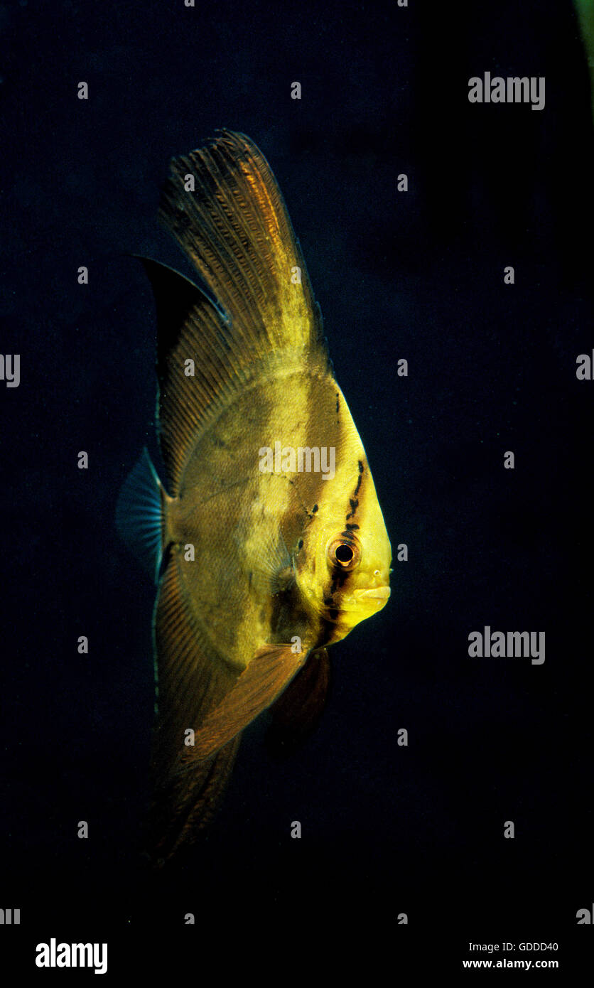 Orbicular spadefishes hi-res stock photography and images - Alamy