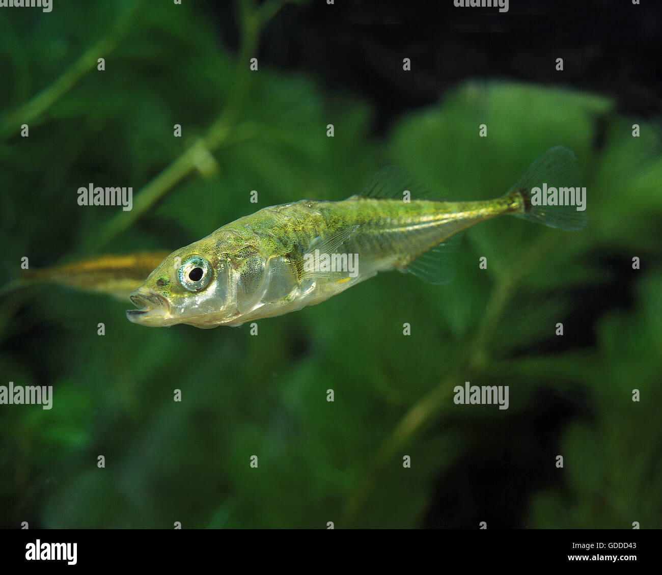 STICKLEBACK gasterosteus aculeatus Stock Photo - Alamy