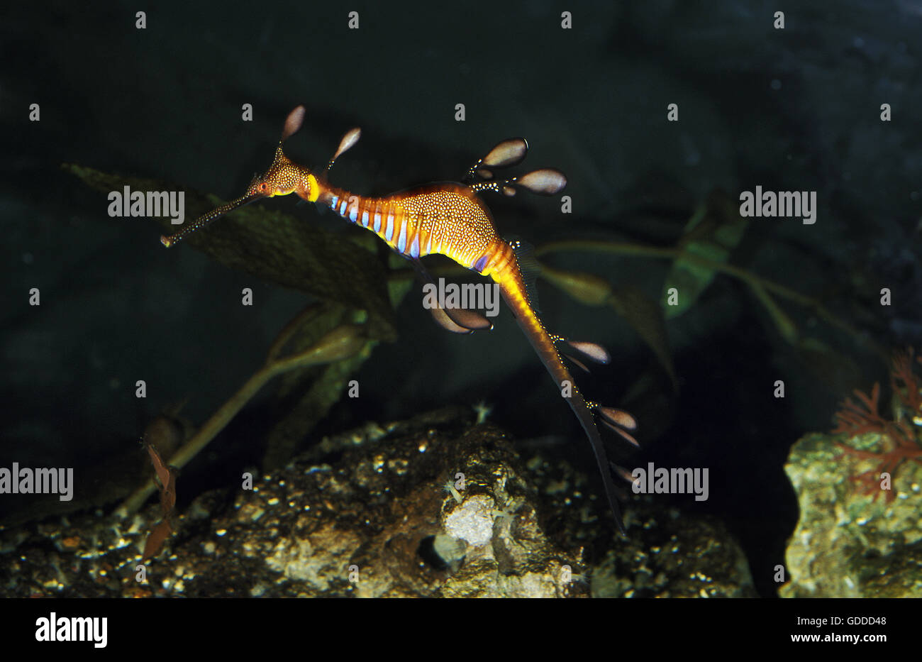 Weedy Seadragon, phyllopteryx taeniolatus, Adult Stock Photo - Alamy