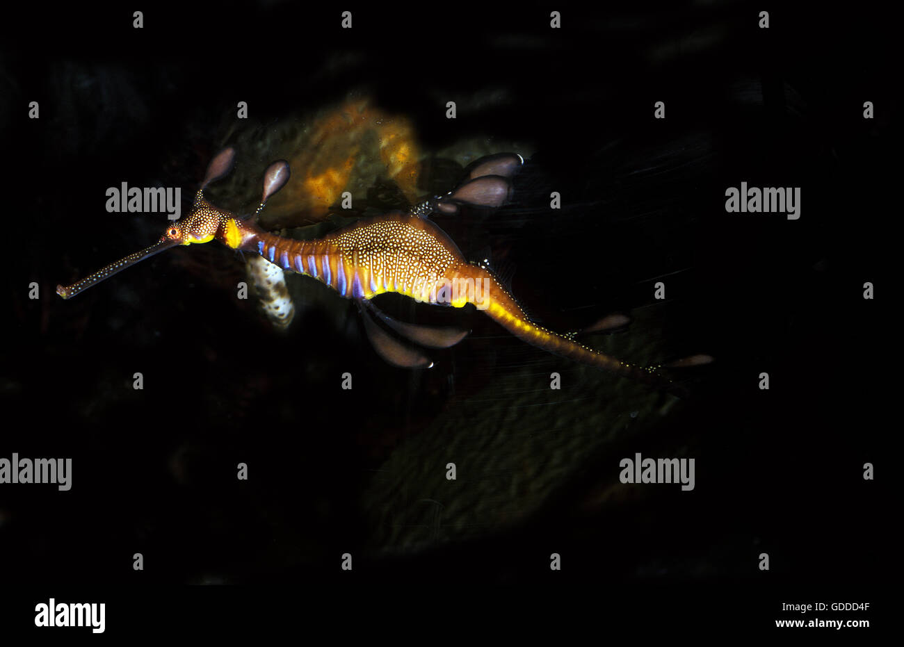 Weedy Seadragon, phyllopteryx taeniolatus, Adult Stock Photo - Alamy