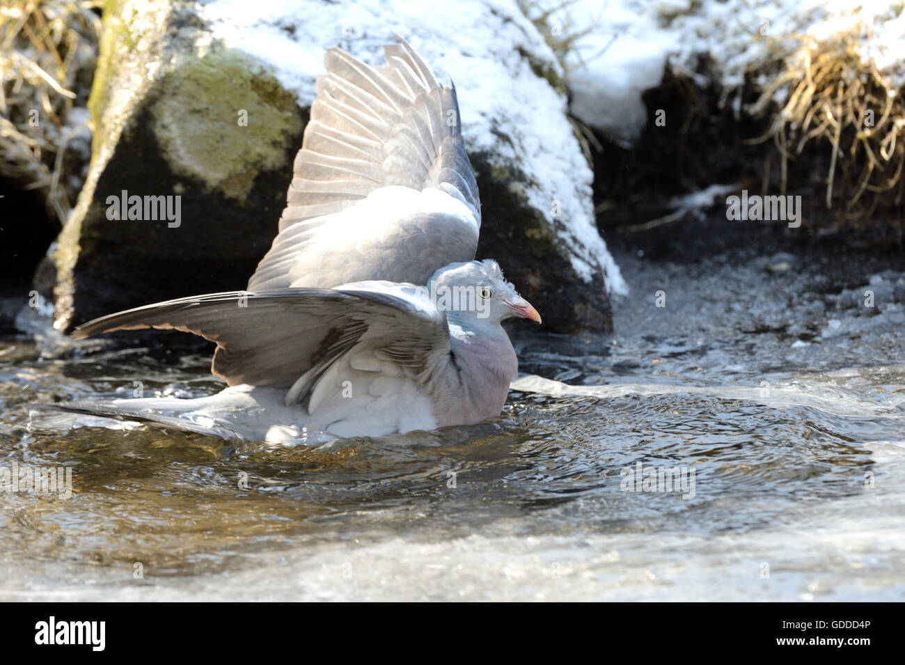 Common wood pigeon hi-res stock photography and images - Alamy
