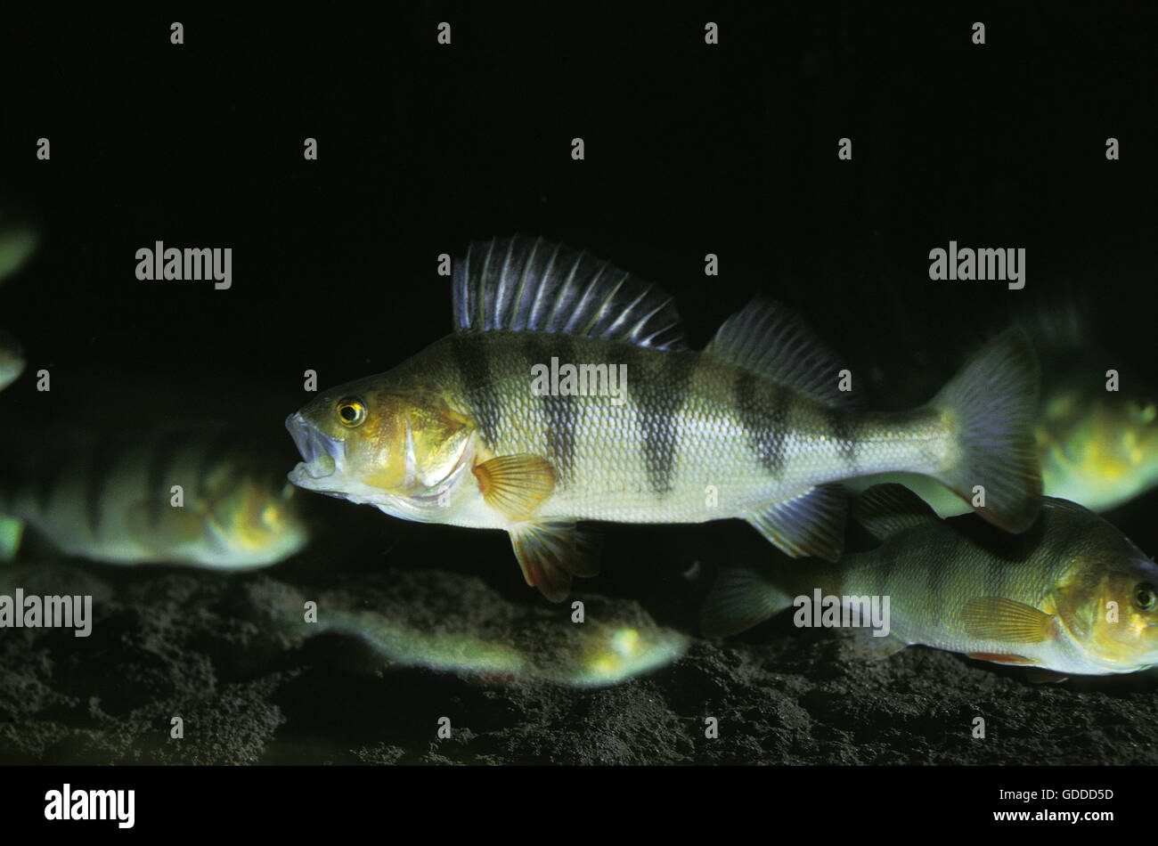European Perch, perca fluviatilis, Adults Stock Photo - Alamy