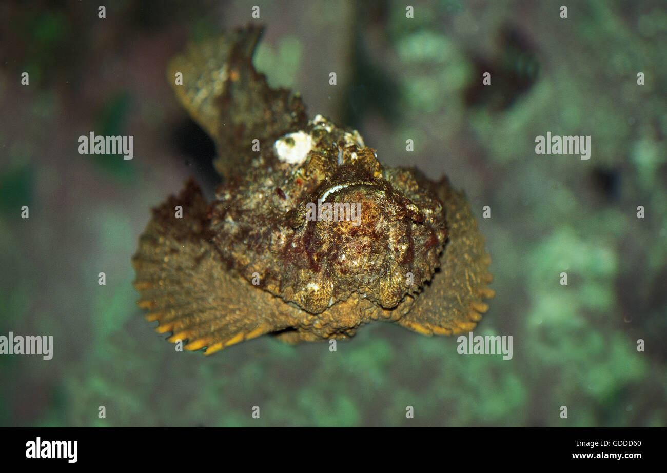 Stonefish, synanceia verrucosa, Australia Stock Photo - Alamy