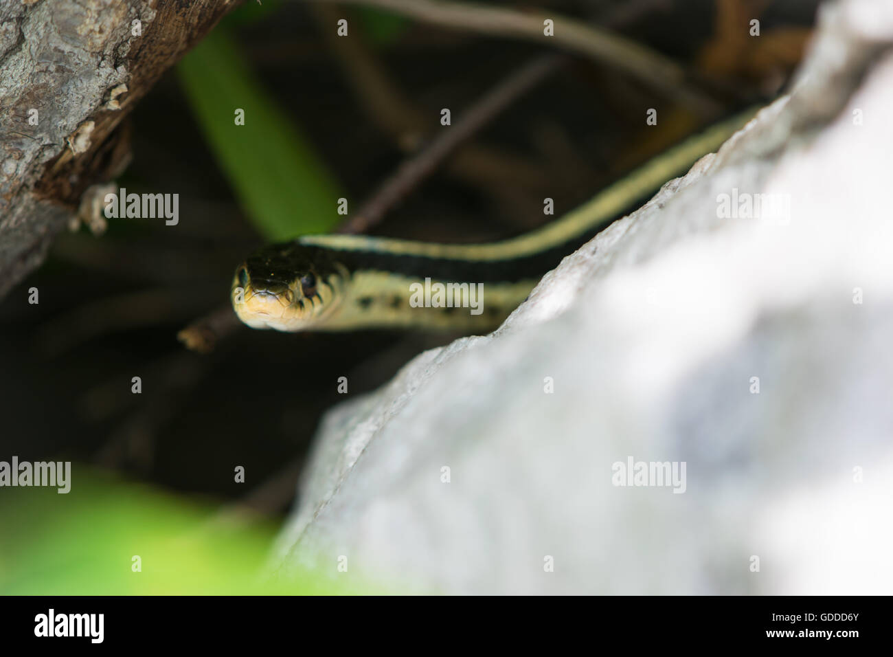 Garter Snake Relaxing in the Sun Stock Photo - Alamy