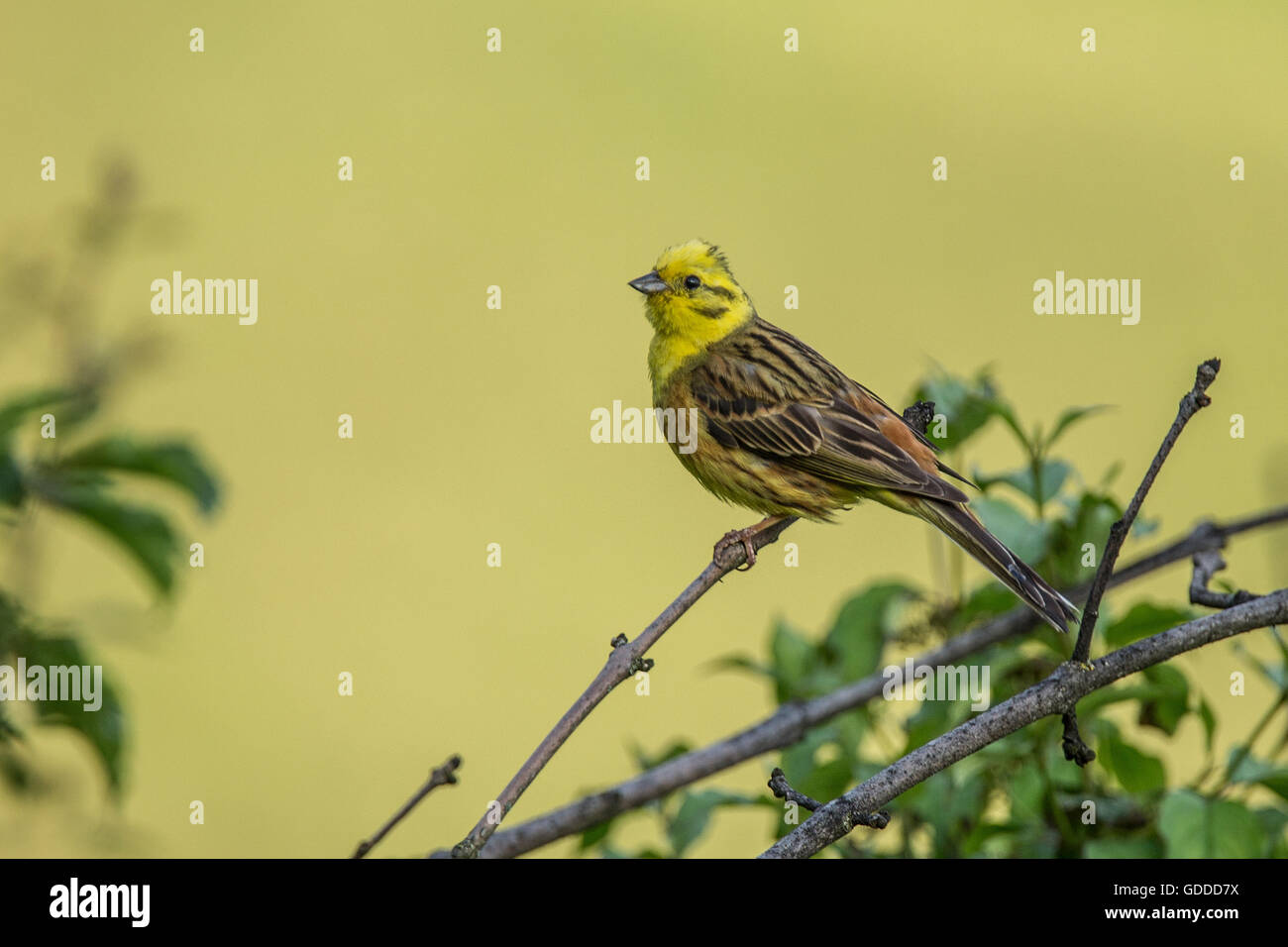 Yellowhammer hi-res stock photography and images - Alamy