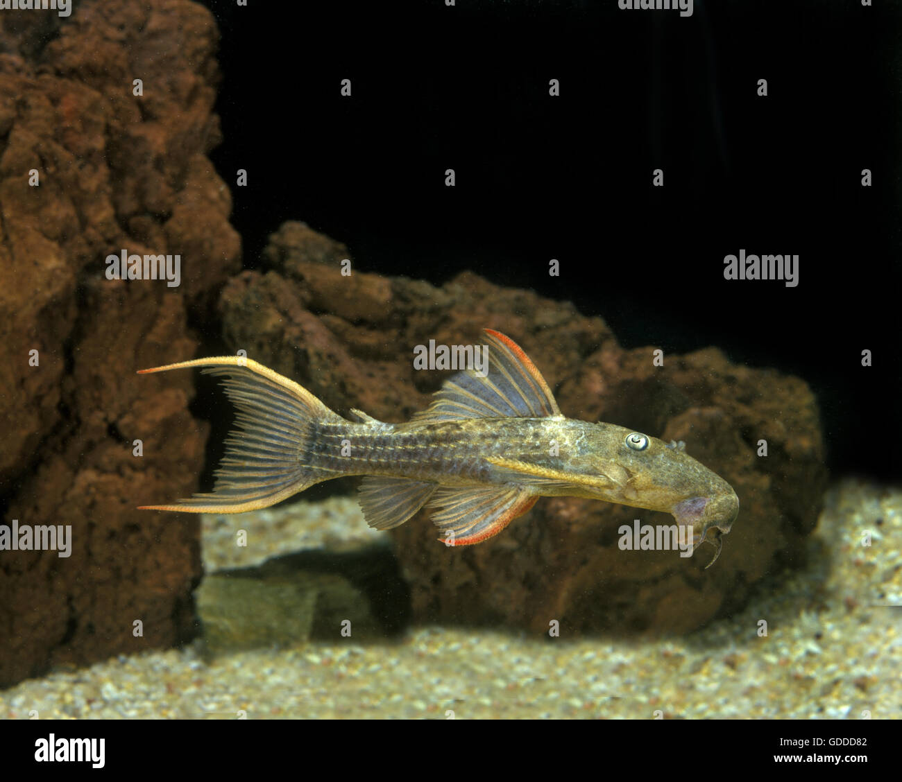 Catfish, pseudacanthicus sp, Adult Stock Photo - Alamy