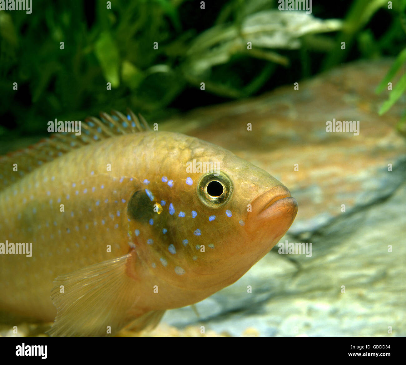 Red jewel fish hi-res stock photography and images - Alamy