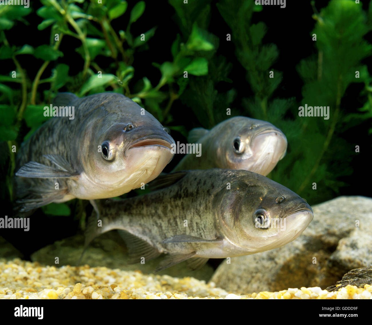 Silver Carp, hypophthalmichthys molitrix, Adults Stock Photo - Alamy
