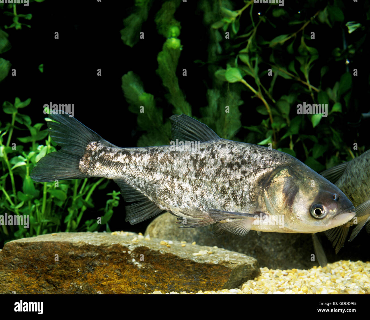 Hypophthalmichthys molitrix hi-res stock photography and images - Alamy