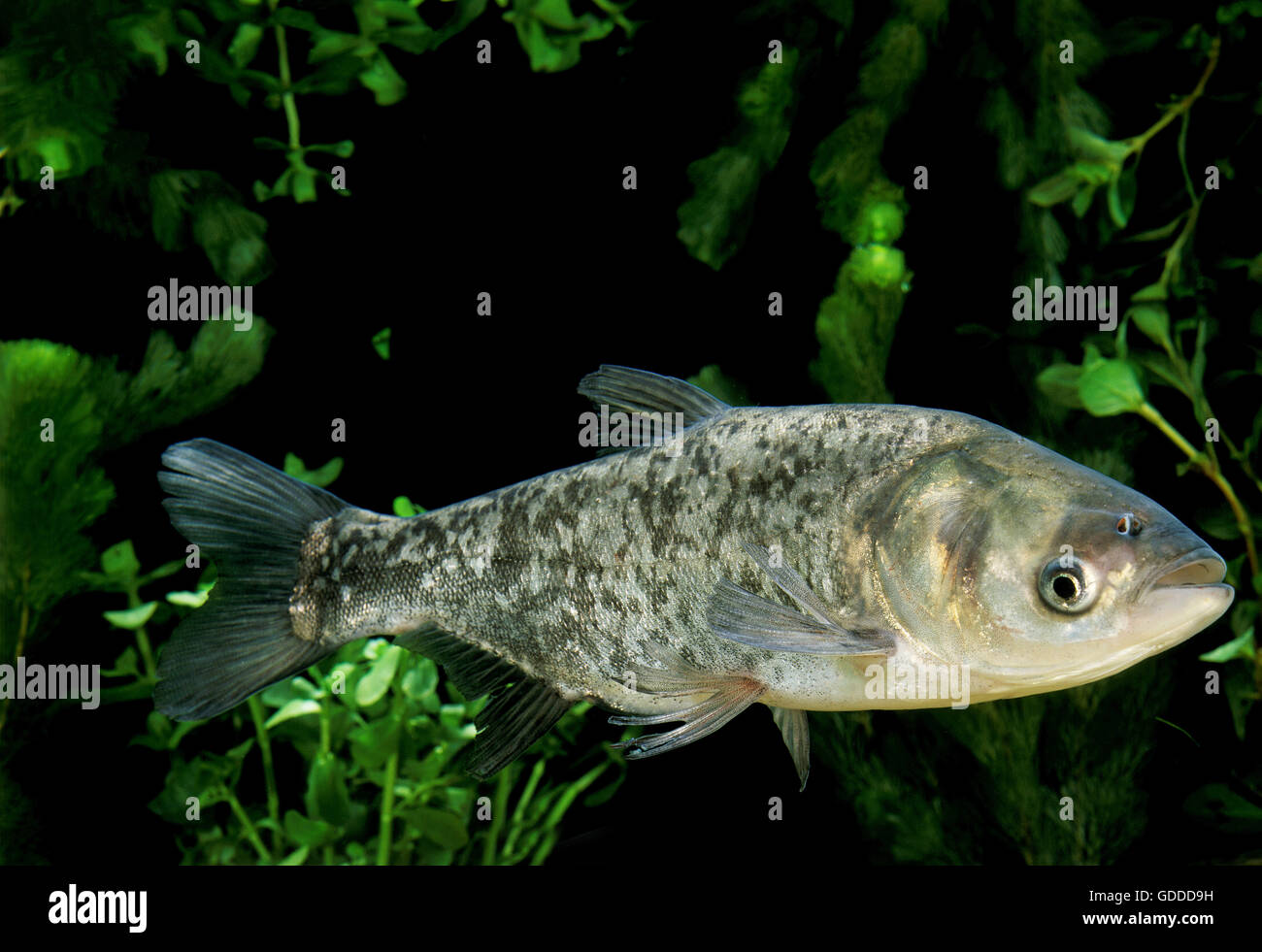 Hypophthalmichthys molitrix hi-res stock photography and images - Alamy