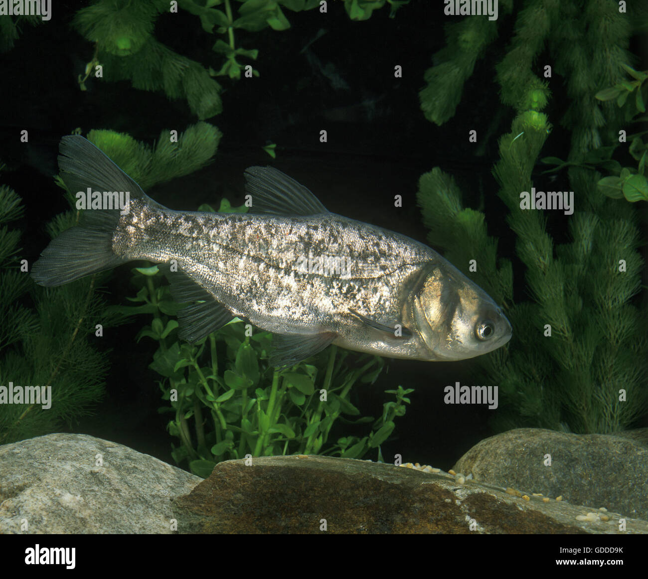 Silver Carp, hypophthalmichthys molitrix, Adult Stock Photo - Alamy