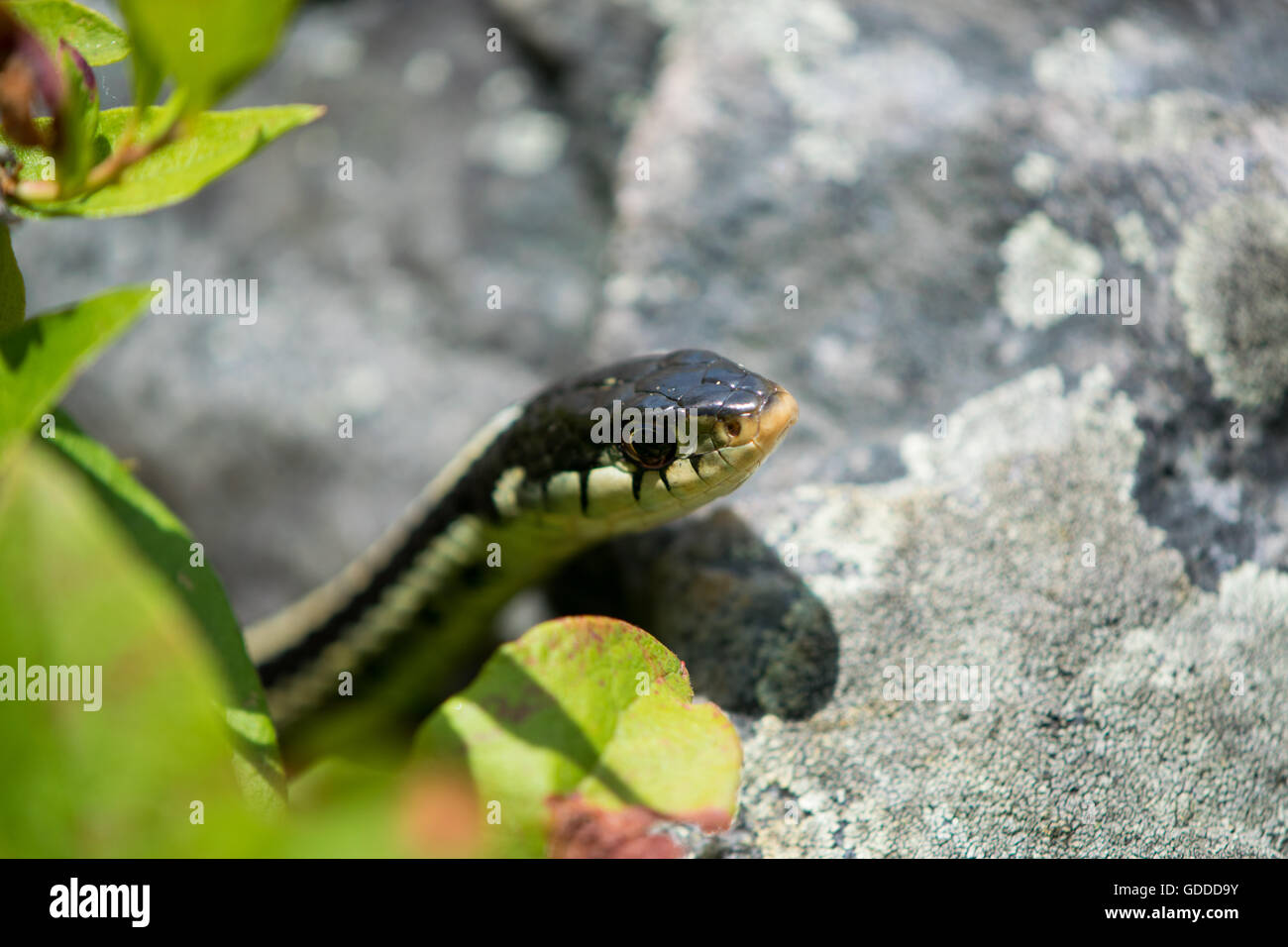 Garter Snake Relaxing in the Sun Stock Photo - Alamy