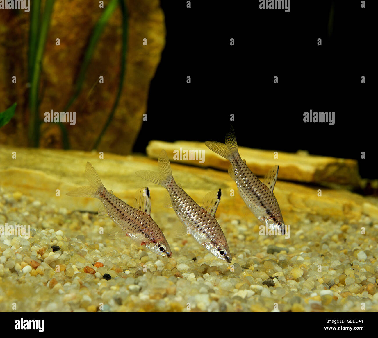 Chilodus punctatus hi-res stock photography and images - Alamy