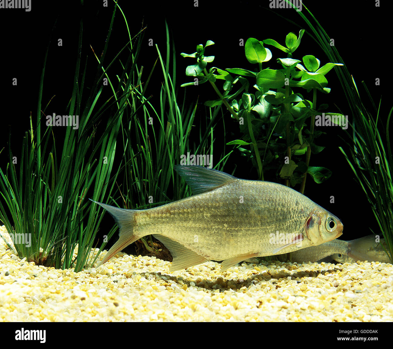 Freshwater breams hi-res stock photography and images - Alamy