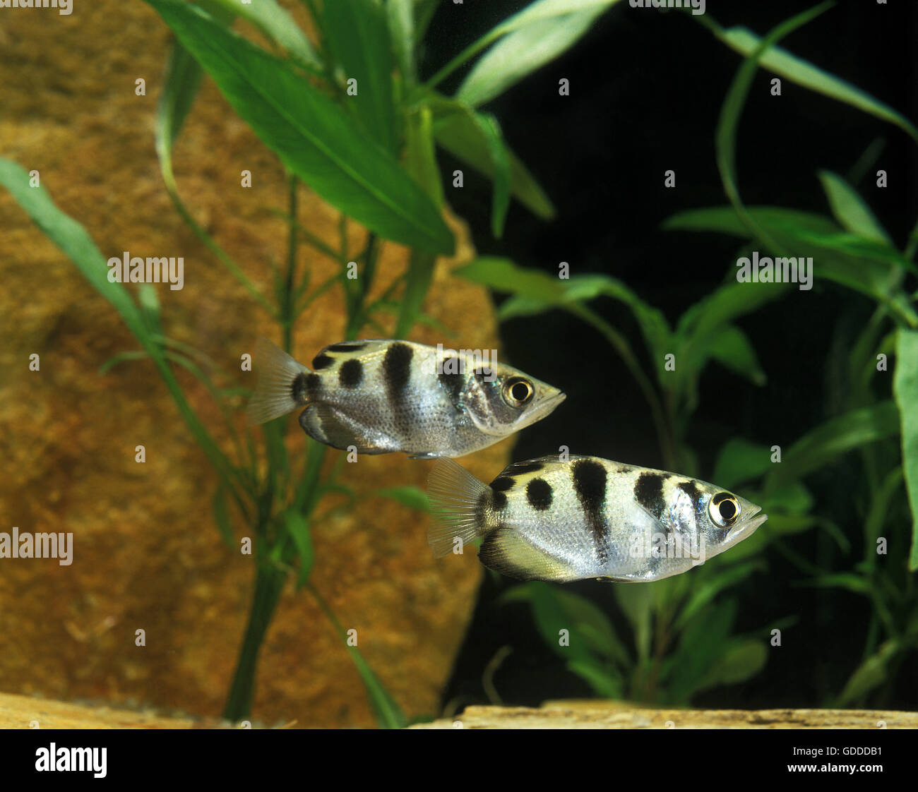 Archer Fish Paludarium