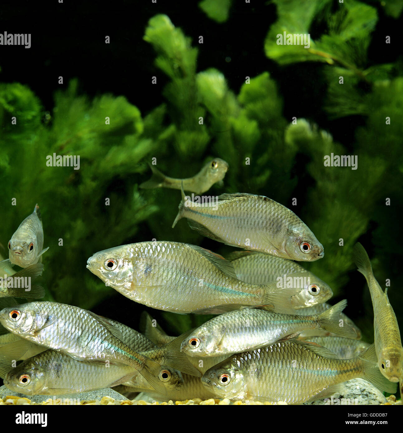 Bitterling, hodeus sericeus amarus Stock Photo - Alamy