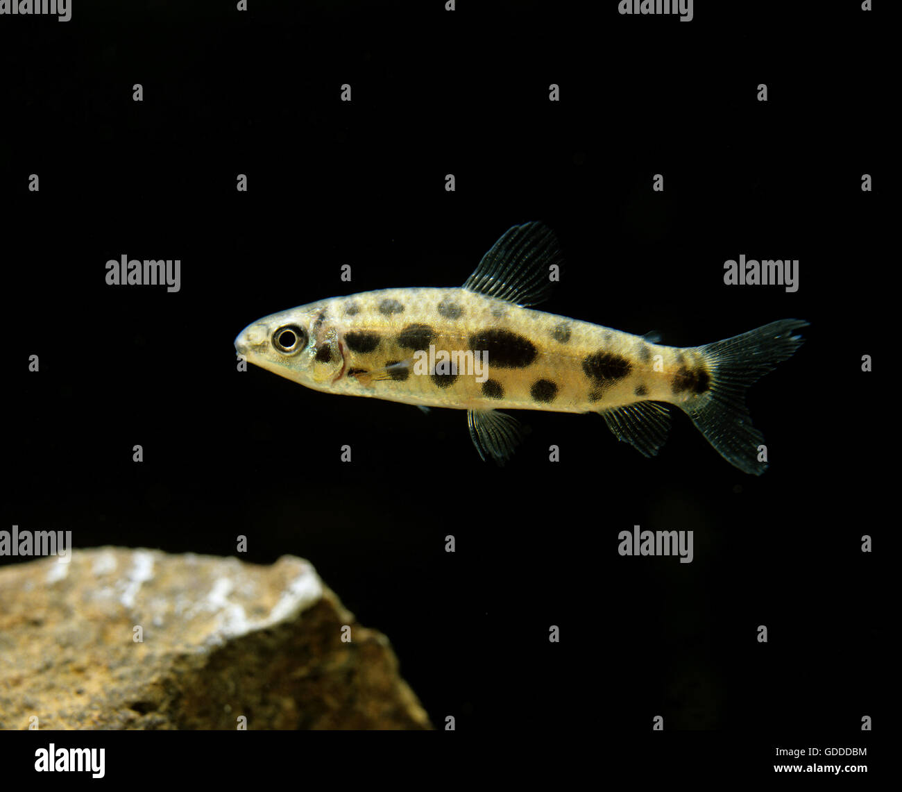 Leporinus hi-res stock photography and images - Alamy