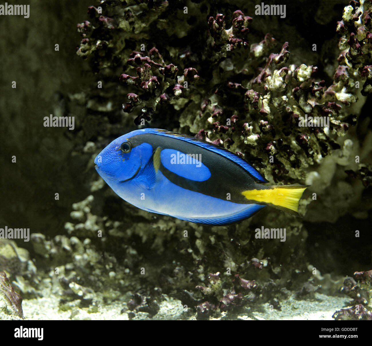 Regal tang hi-res stock photography and images - Alamy