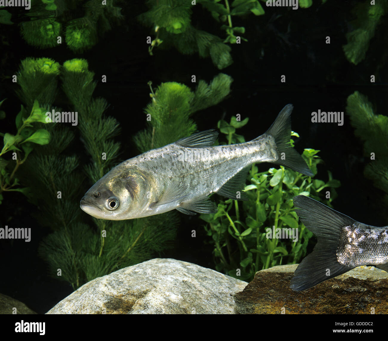 Silver Carp, hypophthalmichthys molitrix Stock Photo - Alamy