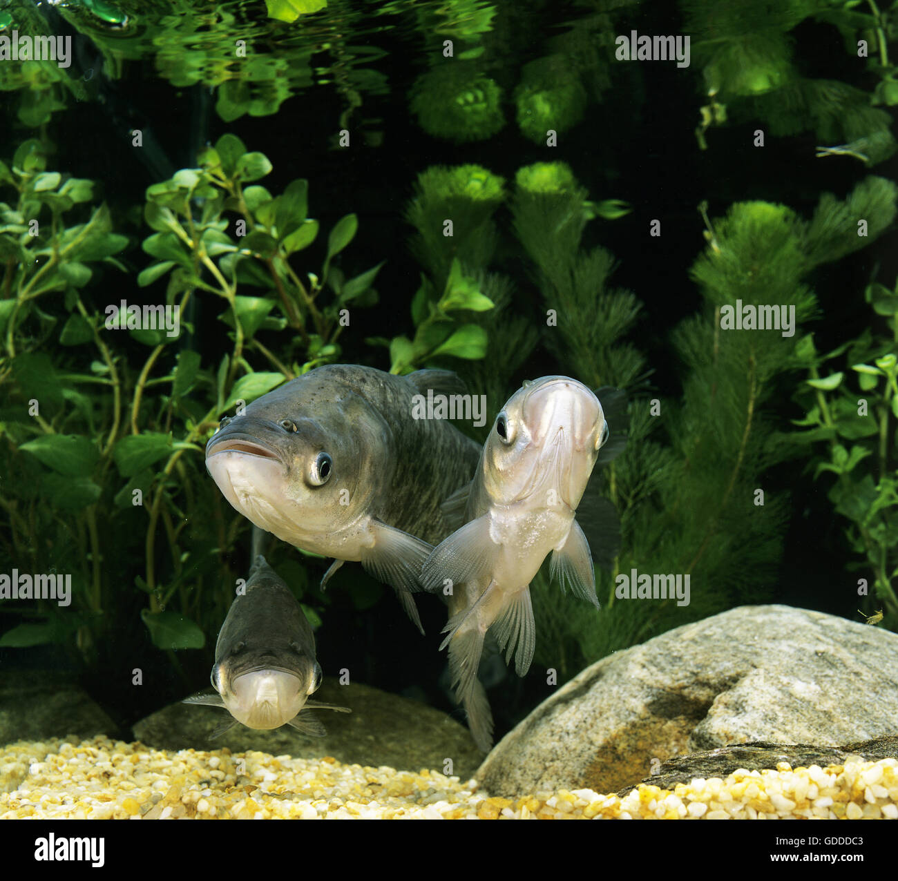 Silver Carp, hypophthalmichthys molitrix Stock Photo - Alamy