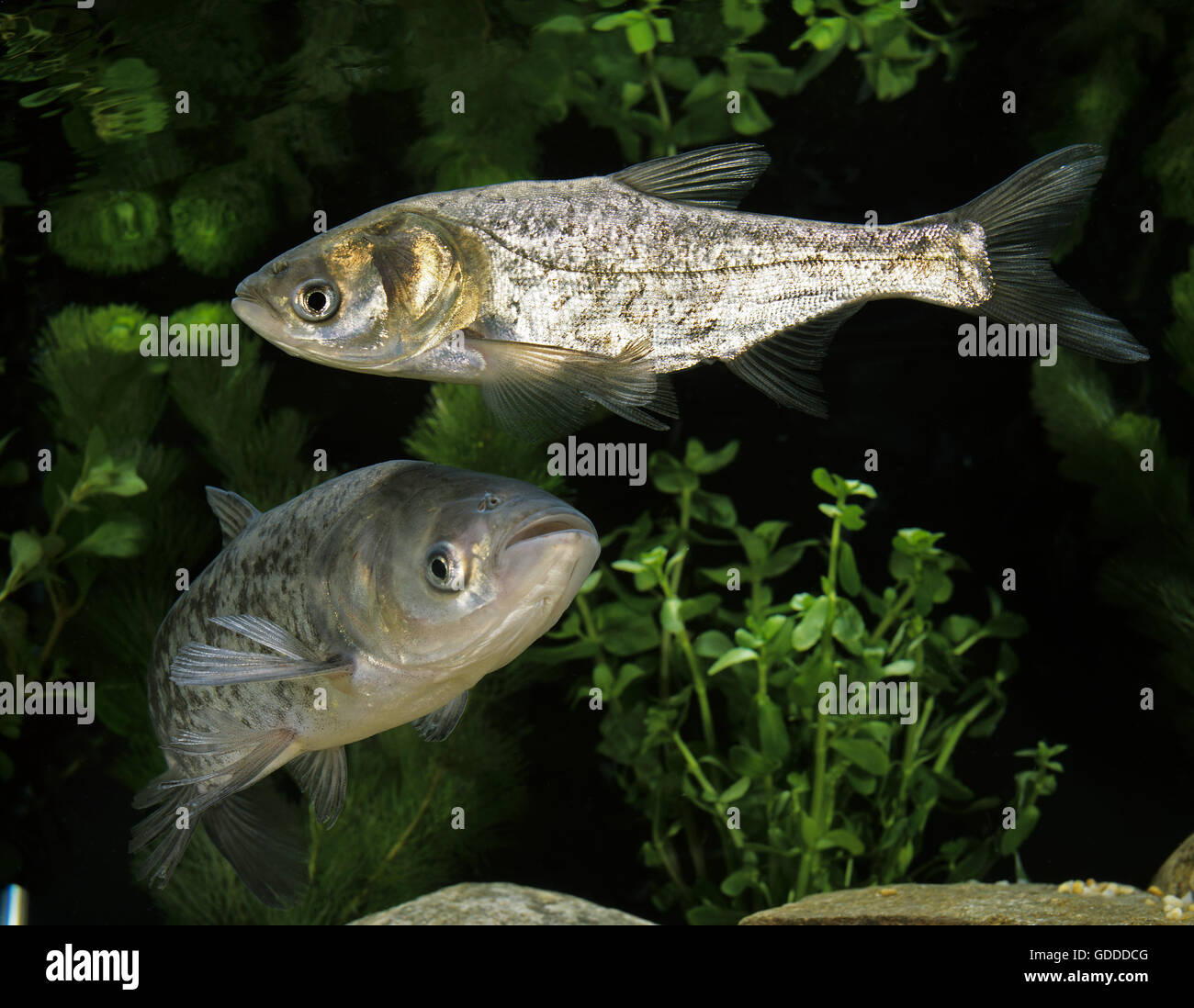 Silver Carp, hypophthalmichthys molitrix Stock Photo - Alamy