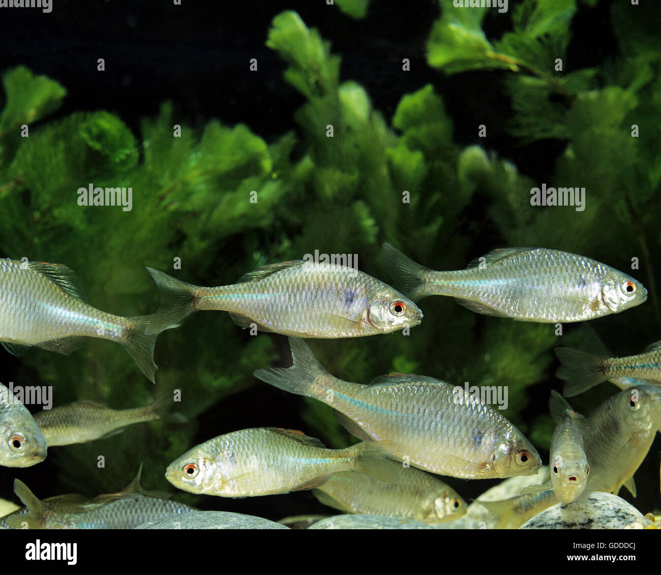 Bitterling, hodeus sericeus amarus Stock Photo - Alamy