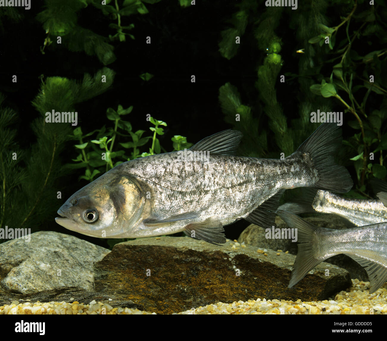 Silver Carp, hypophthalmichthys molitrix Stock Photo - Alamy