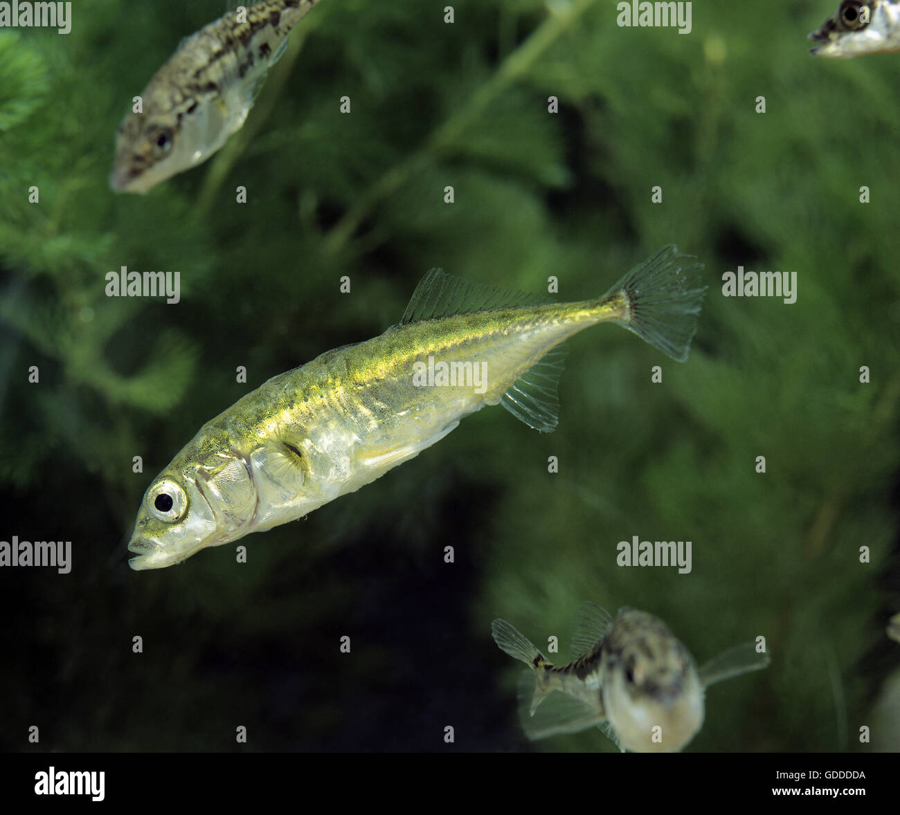 Stickleback, gasterosteus aculeatus Stock Photo - Alamy