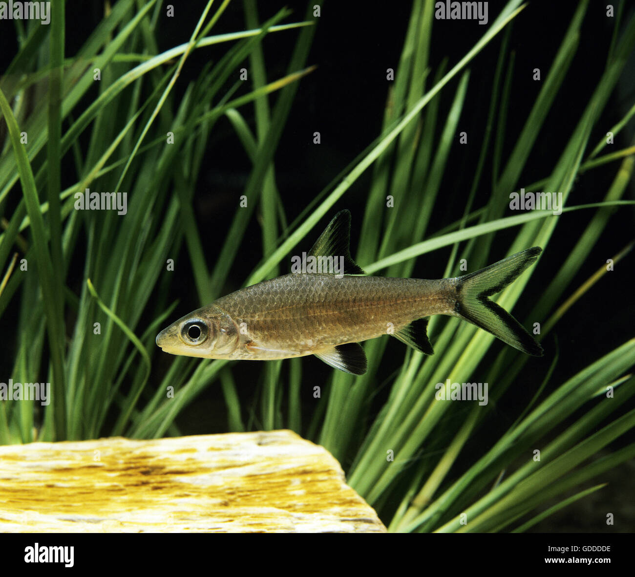 Bala Shark, balantiocheilus melanopterus Stock Photo - Alamy