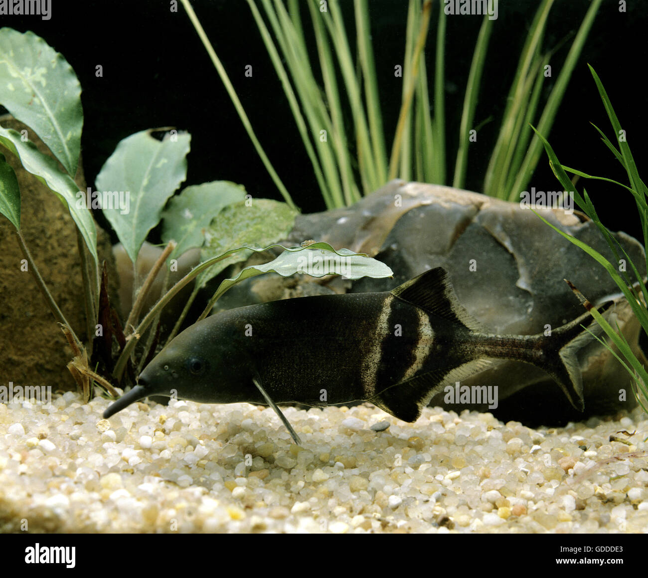 Elephant Nose Fish, gnathonemus petersii Stock Photo - Alamy