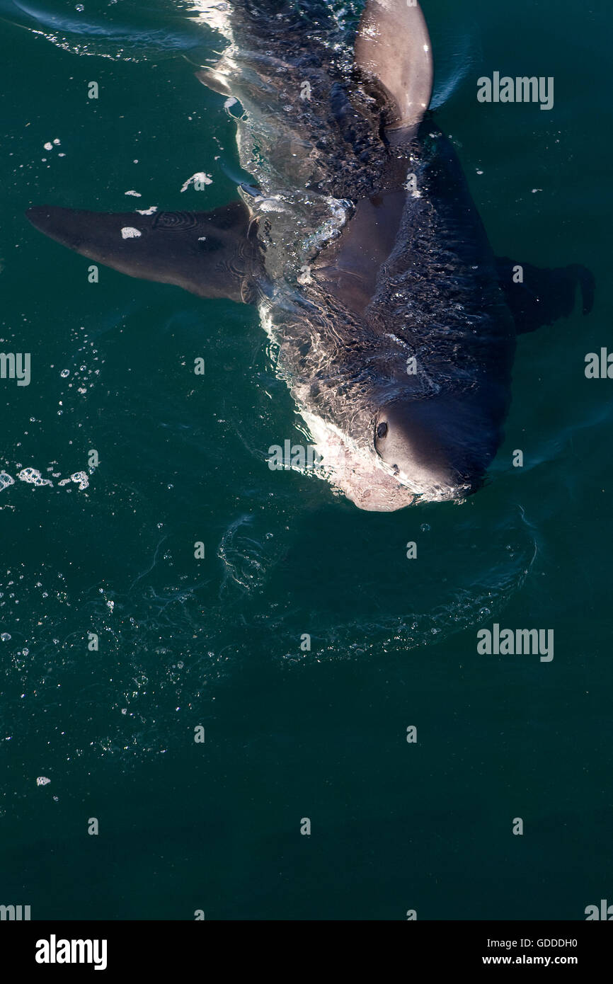 Great white shark with other fish hi-res stock photography and images ...