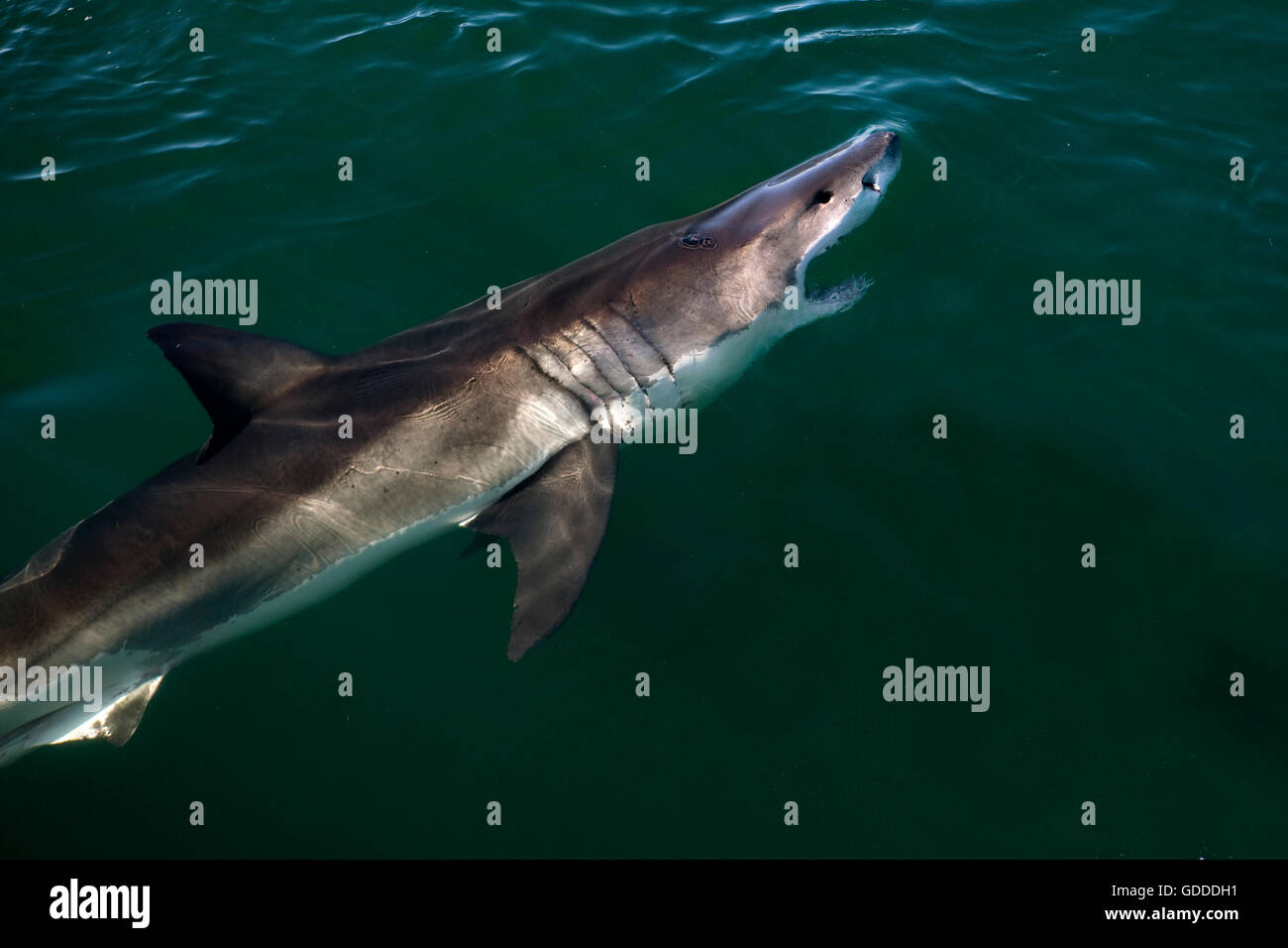 Great white shark with other fish hi-res stock photography and images ...
