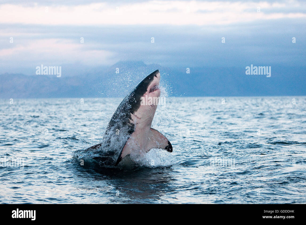 Carcharodon carcharias hi-res stock photography and images - Alamy