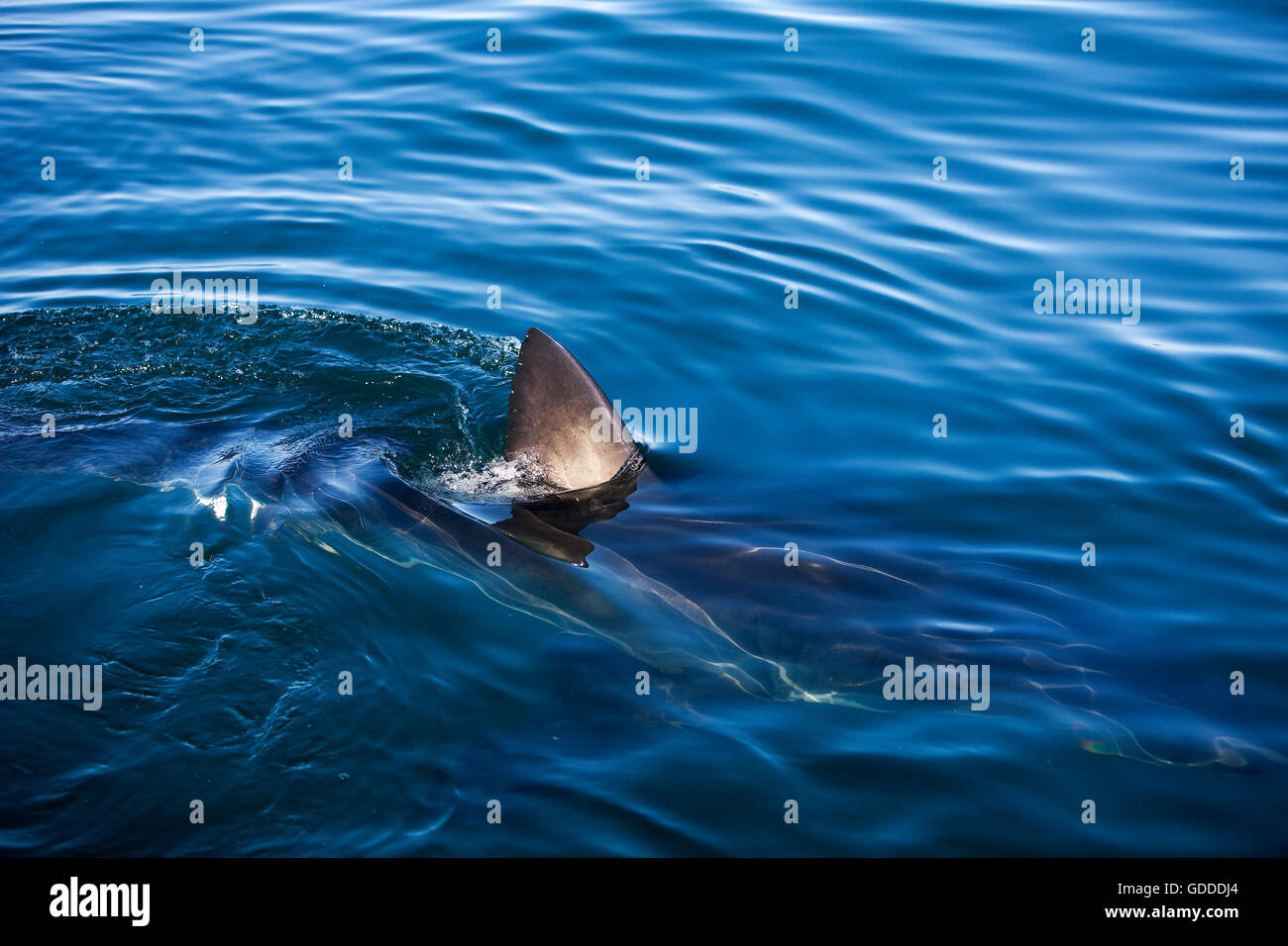 Shark fins surface hi-res stock photography and images - Alamy