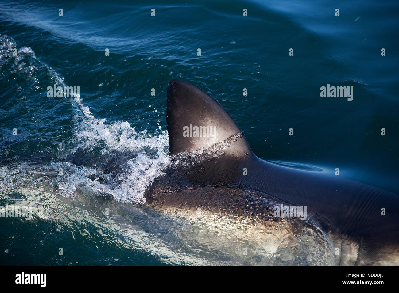 Shark fin bay hi-res stock photography and images - Alamy