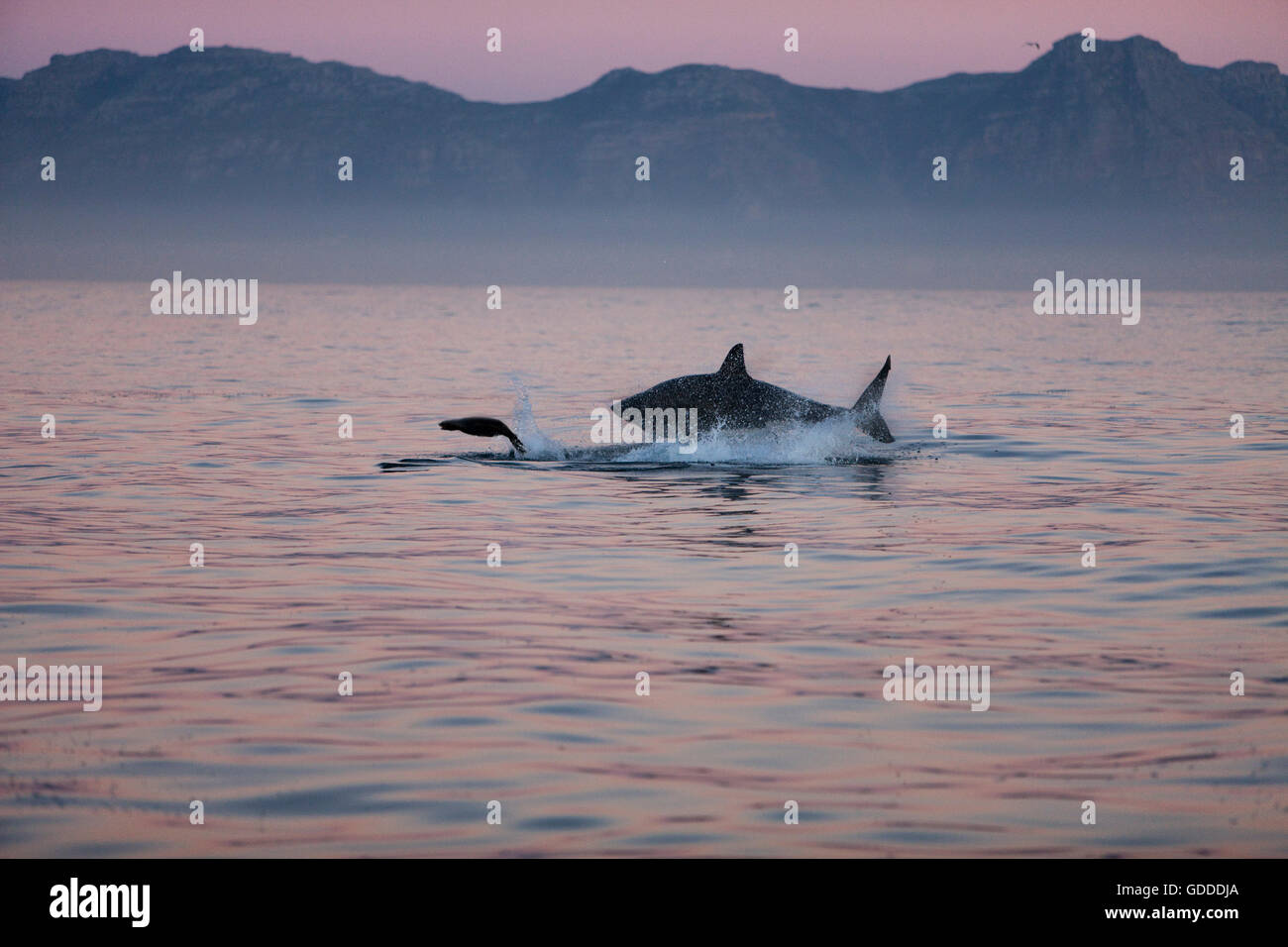 South african great white sharks hi-res stock photography and images ...