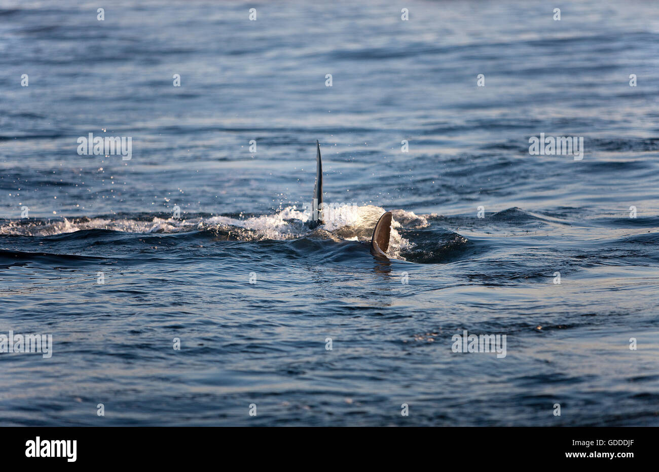 Shark fin bay hi-res stock photography and images - Alamy